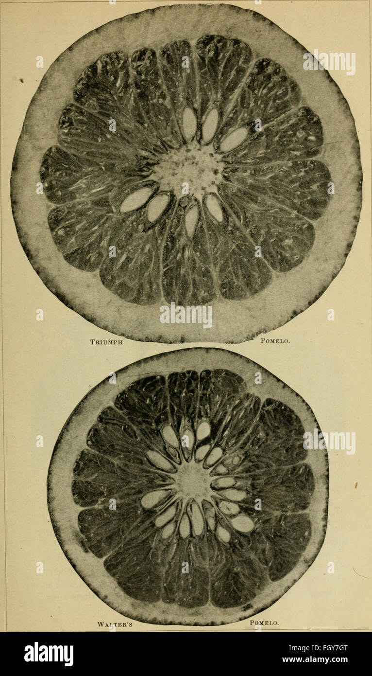 Citrus map hi-res stock photography and images - Alamy