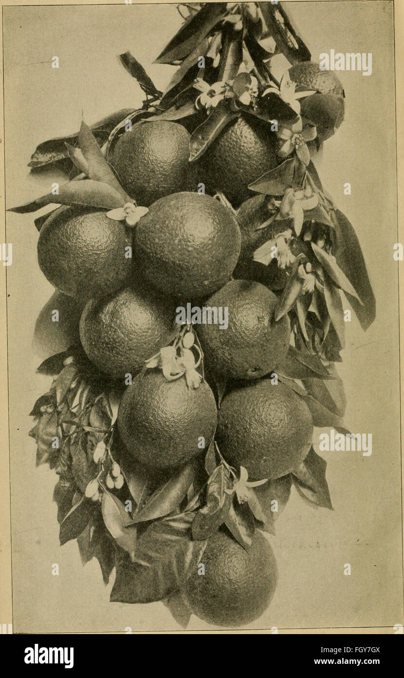 Map of citrus hi-res stock photography and images - Alamy