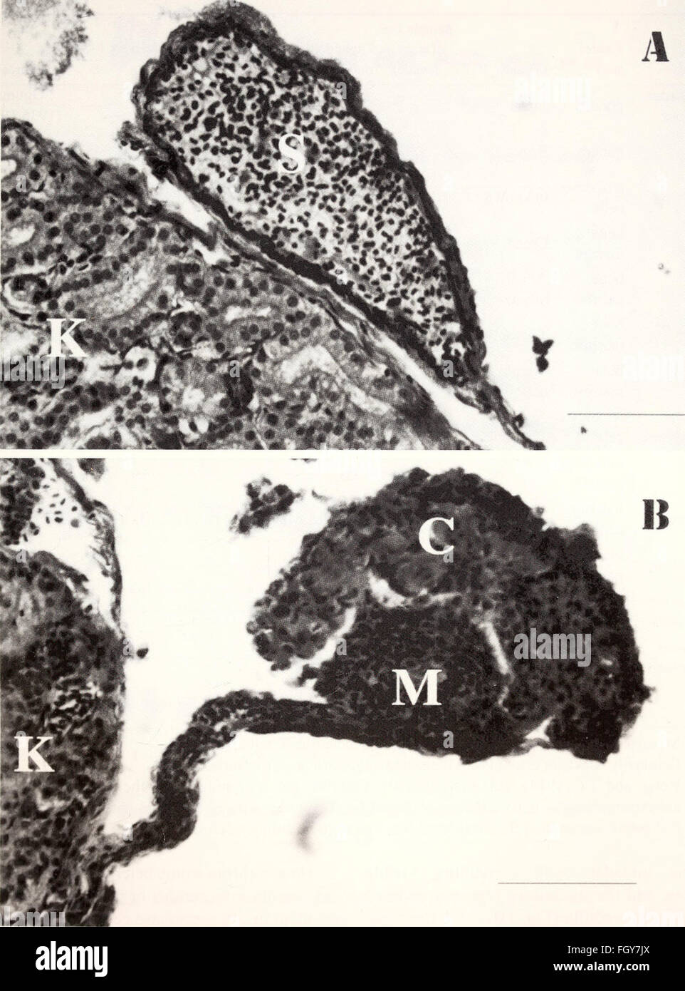 A 2001 publication dedicated to the study of reptiles and amphibians ...