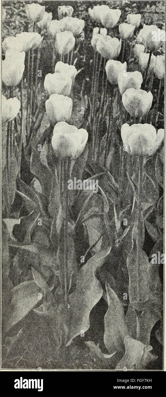 This catalog from 1929 features a variety of autumn bulbs and plants ...