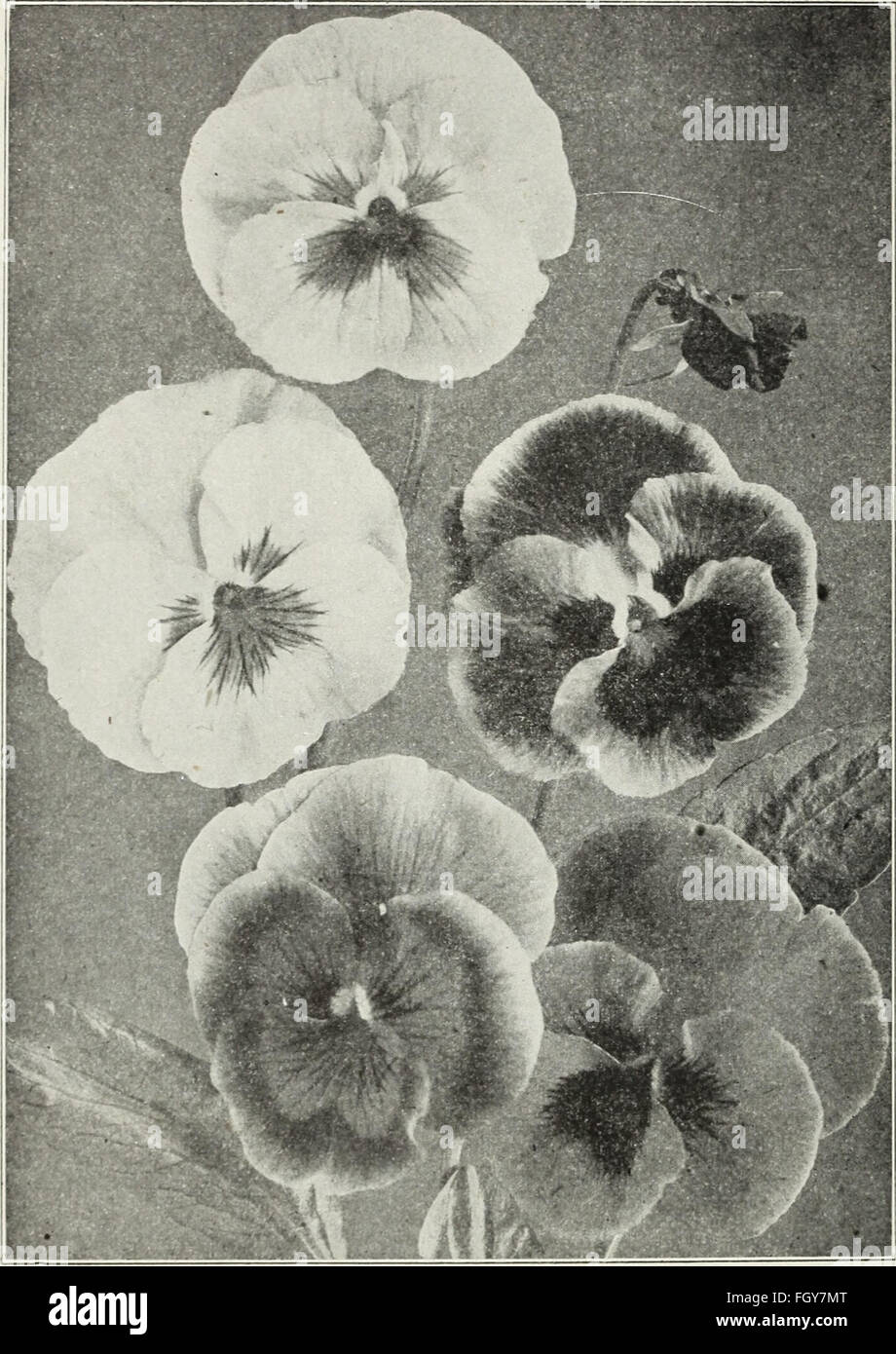 A 1930 annual catalog from Currie's farm and garden, offering a wide ...