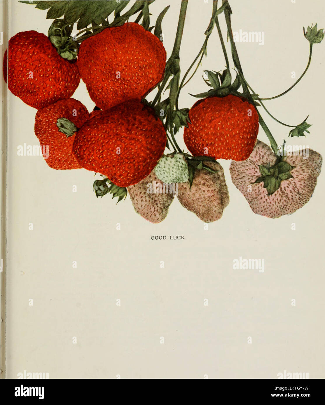 This 1922 cyclopedia offers a comprehensive guide to hardy fruit ...