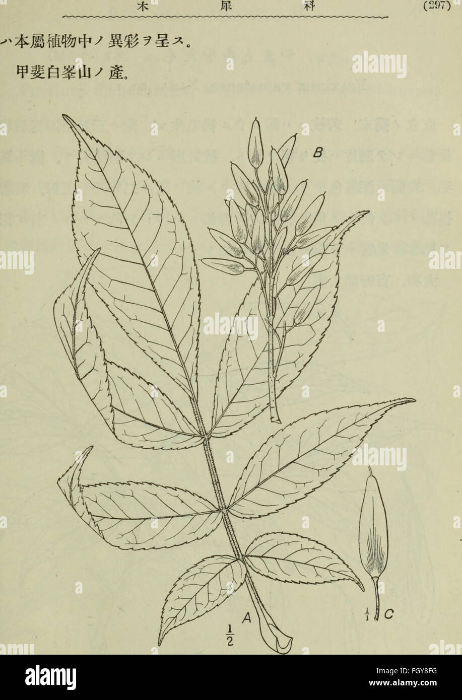 A comprehensive work from 1882 on Japanese tree species and their ...