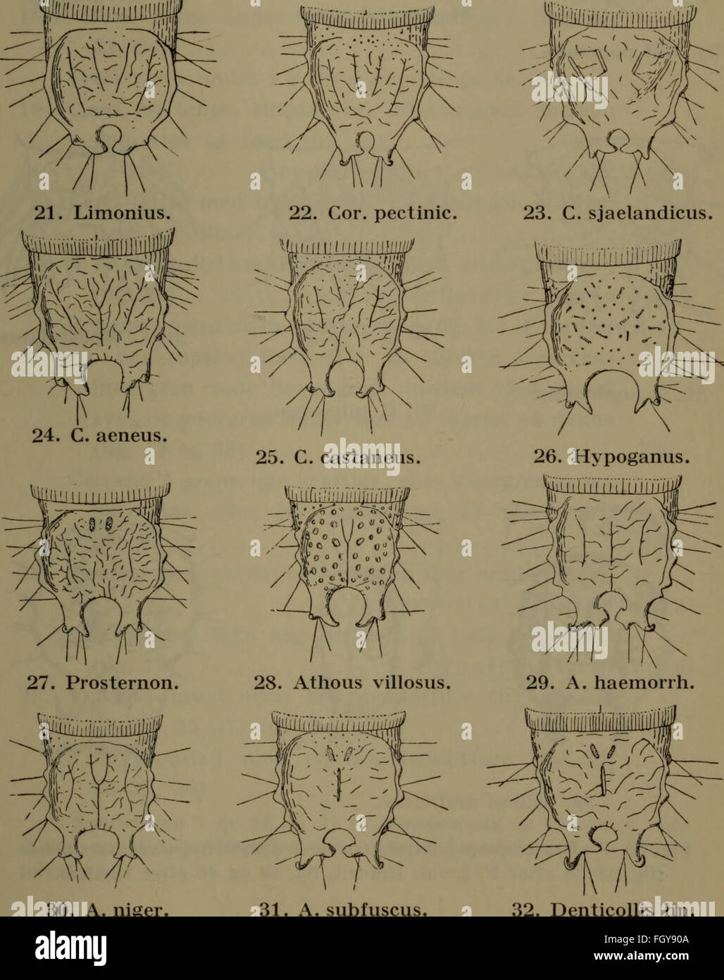 This book provides an illustrated guide to the fauna of Denmark ...