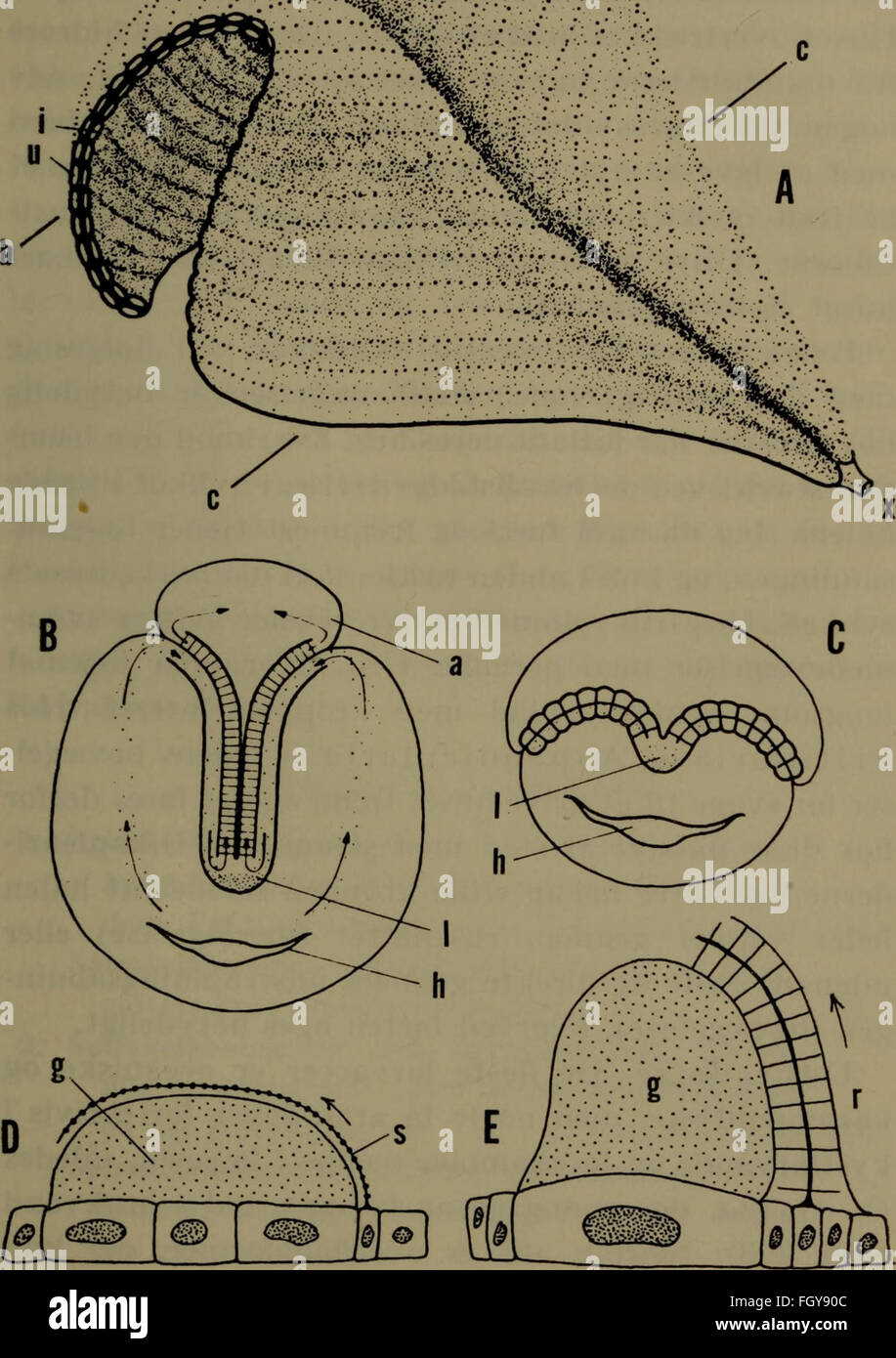 'Danmarks Fauna' is a detailed illustrated guide to the animal life of ...