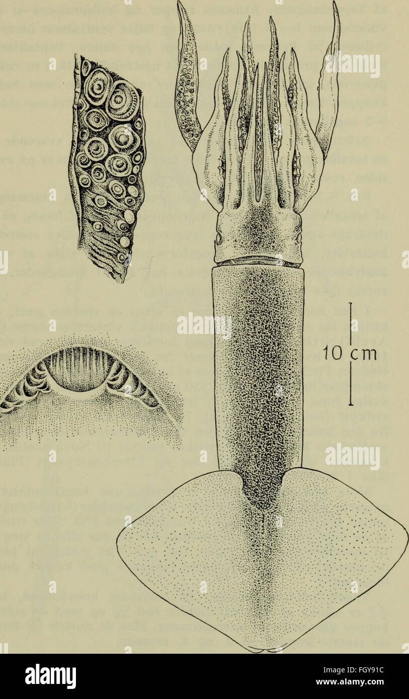 'Danmarks Fauna' (1907) is an illustrated guide to the fauna of Denmark ...