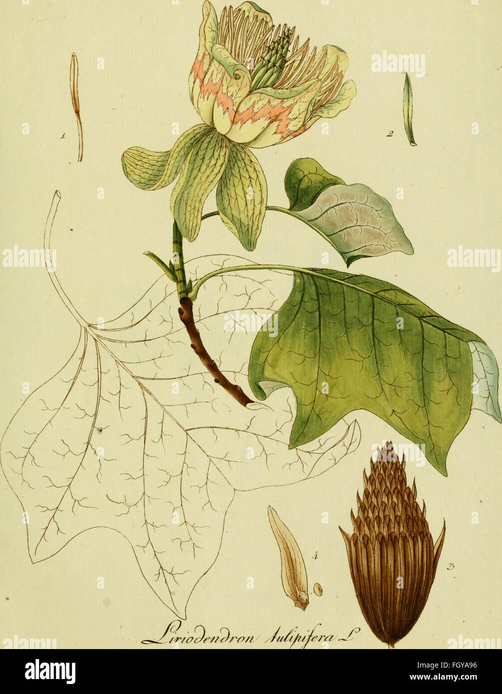 This 1796 work presents the forecasted types of foreign trees and ...