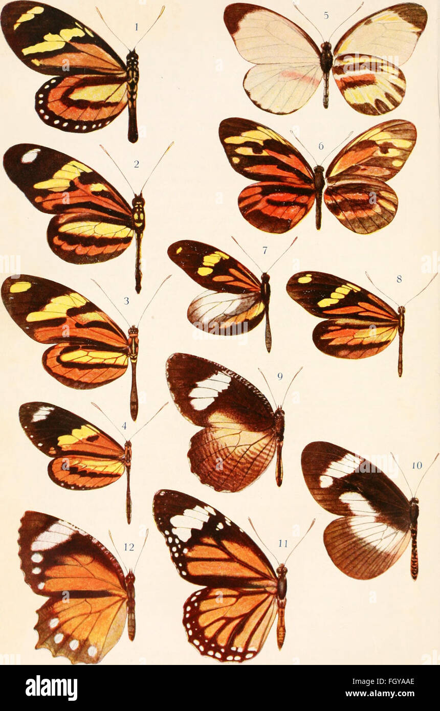 Darwin origin of species illustration hi-res stock photography and ...