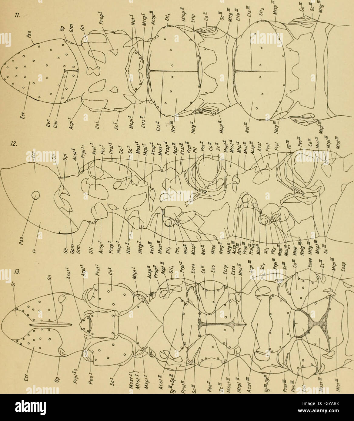 This scientific paper from 1913 explores the chitinous exoskeleton of ...