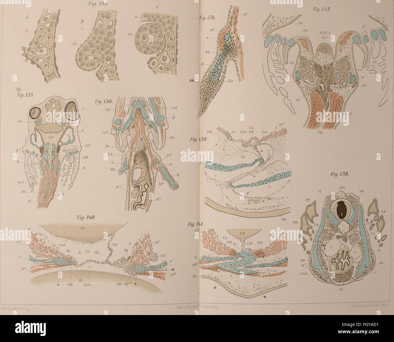 This 1892 study on vertebrate limb skeletons focuses on the shoulder ...