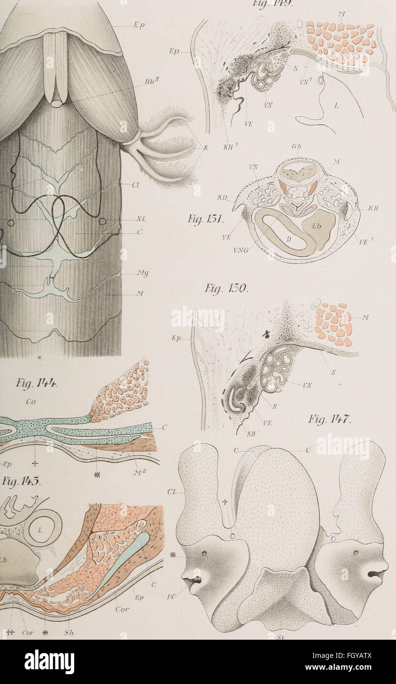 This 1892 study focuses on the limb skeletons of vertebrates, with ...