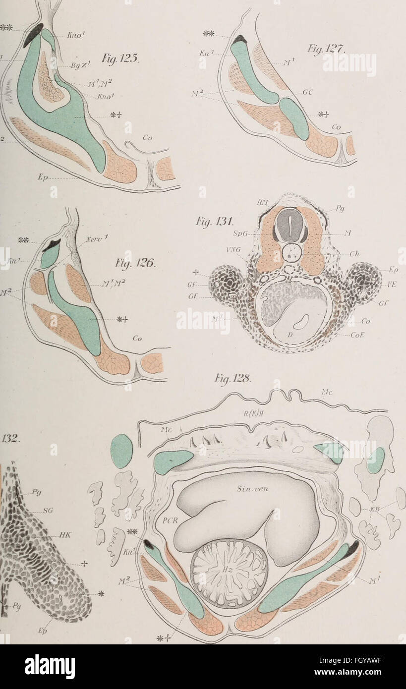 This German work (1892) examines the limb skeleton of vertebrates, with ...