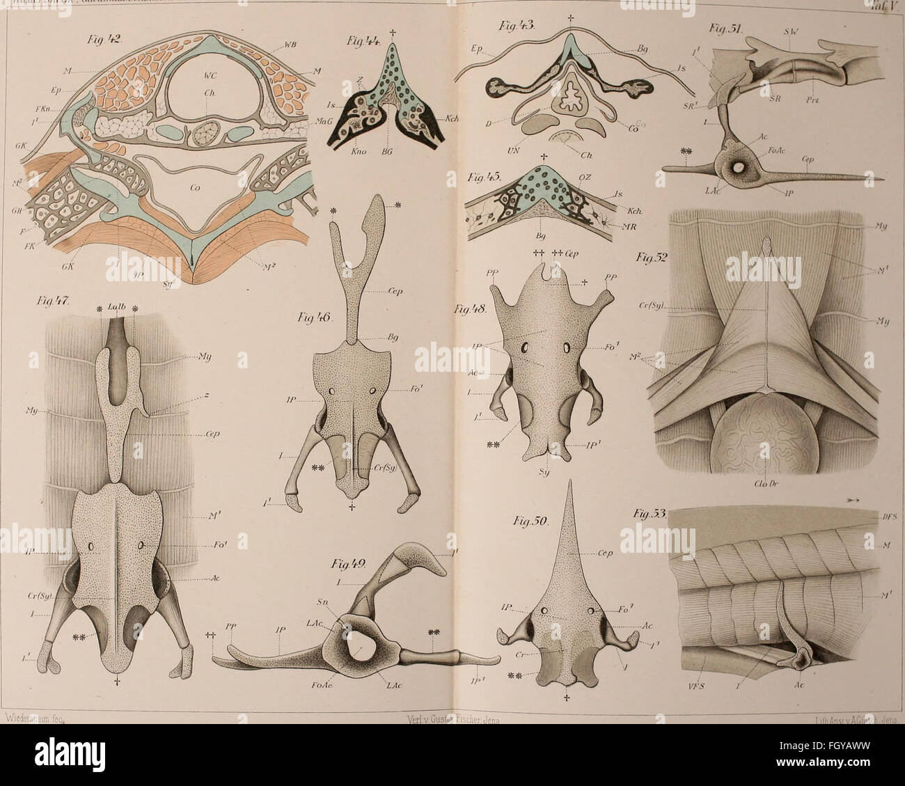This German work from 1892 studies the limb skeletons of vertebrates ...