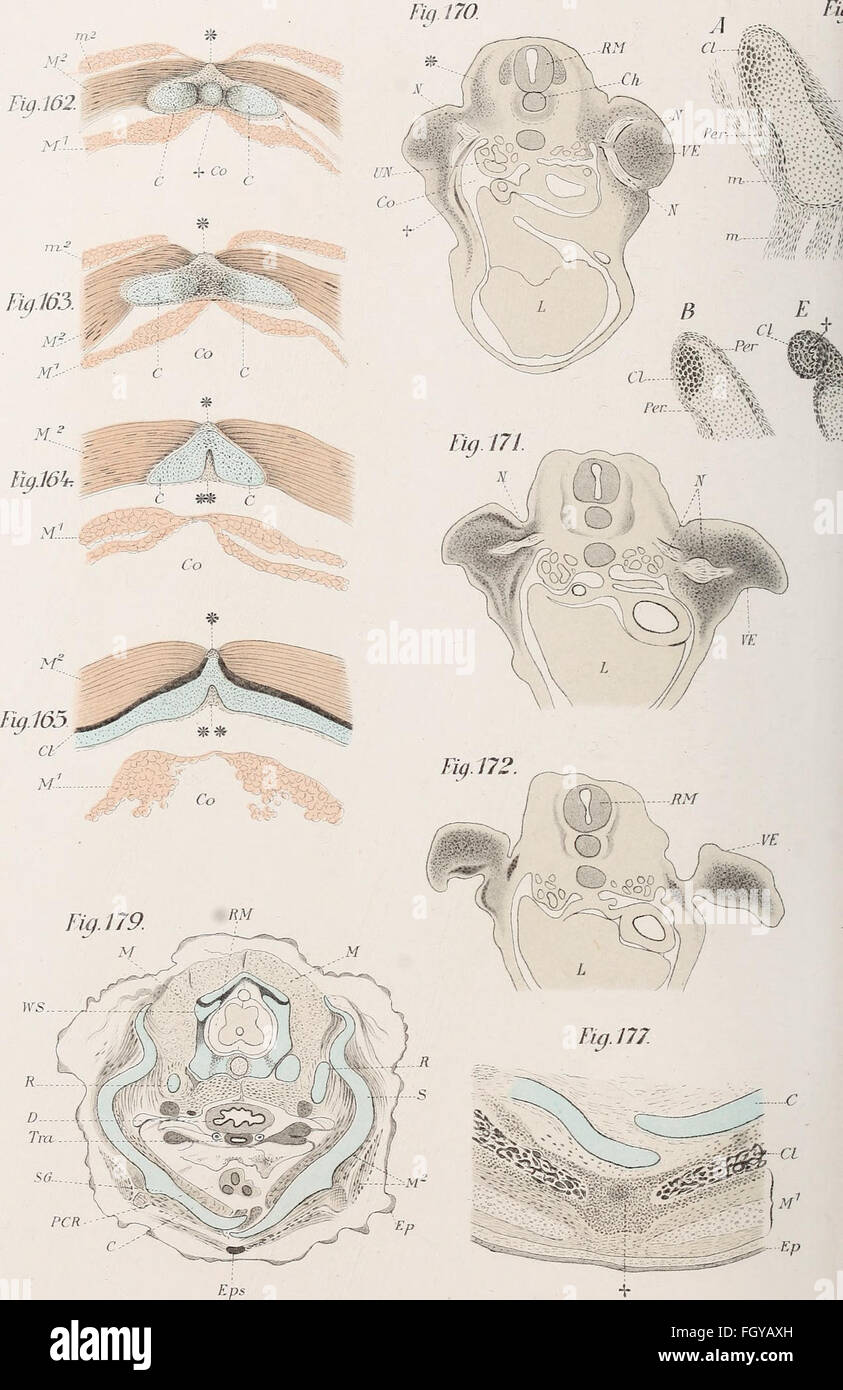 This 1892 work focuses on the skeletal structure of vertebrates, with a ...