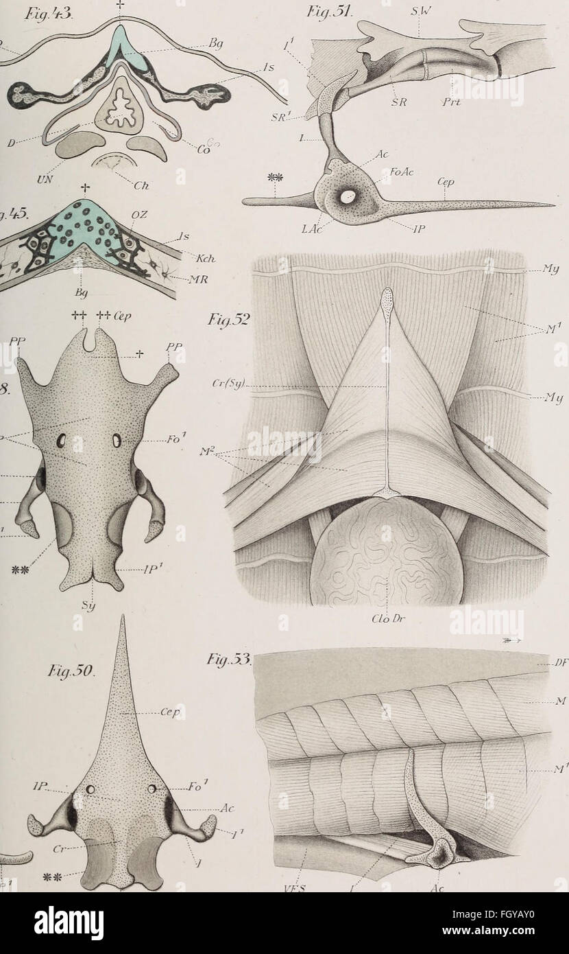 This 1892 work explores the limb skeleton of vertebrates, with special ...