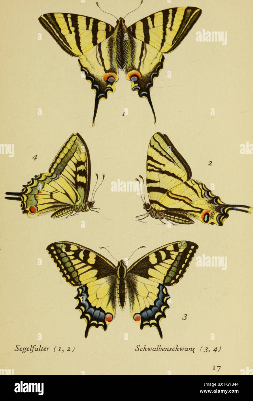 This 1934 book, titled 'The Little Butterfly Book,' serves as an ...