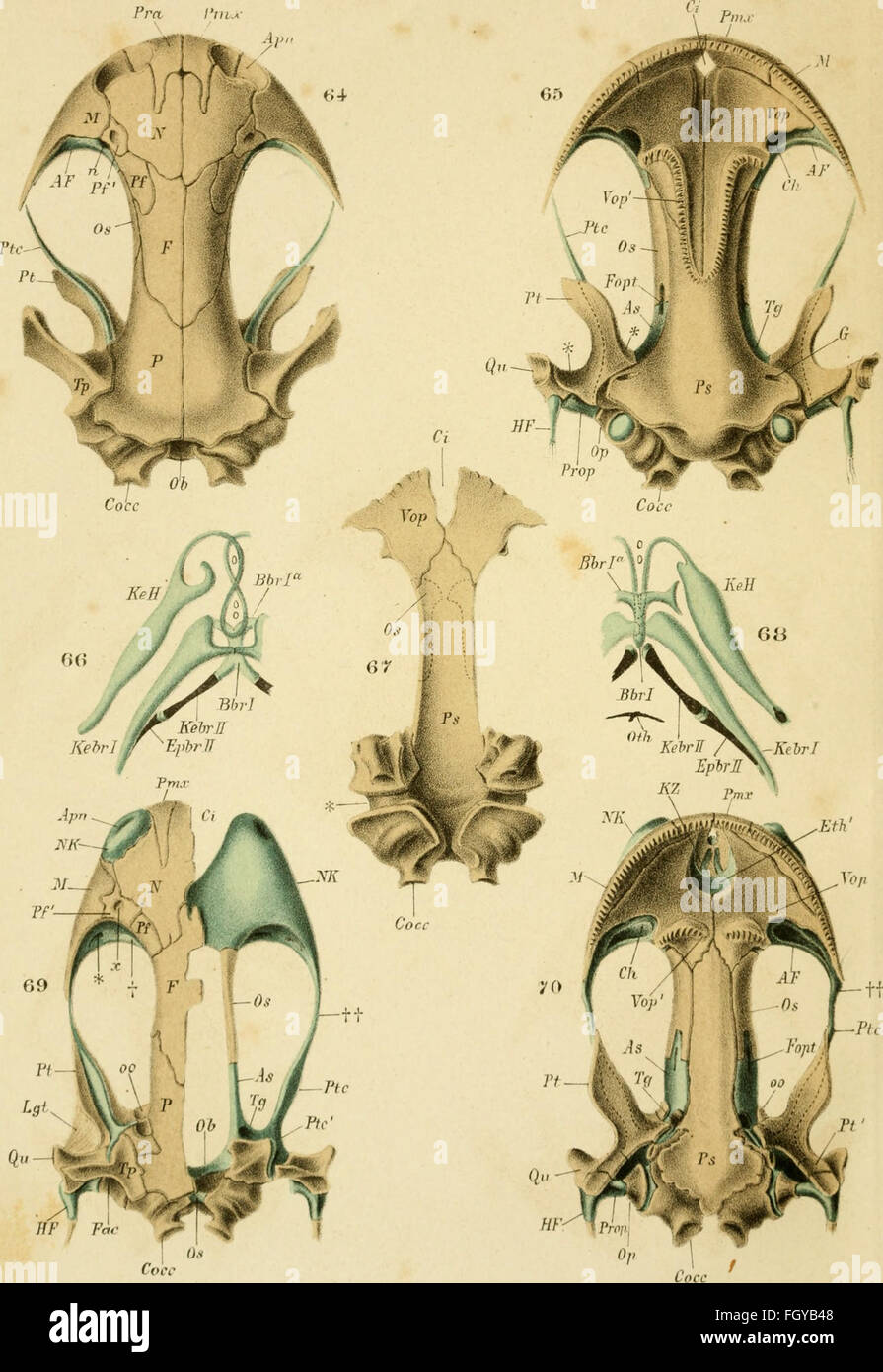 This 1877 work explores the head skeletons of urodele amphibians ...
