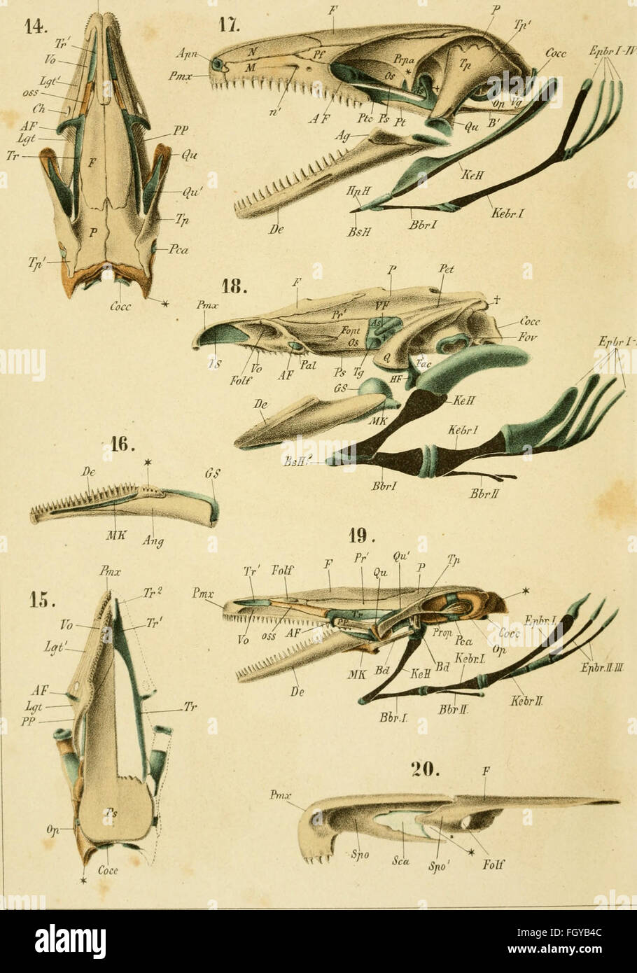 This 1877 work explores the comparative anatomy of the skull in Urodela ...