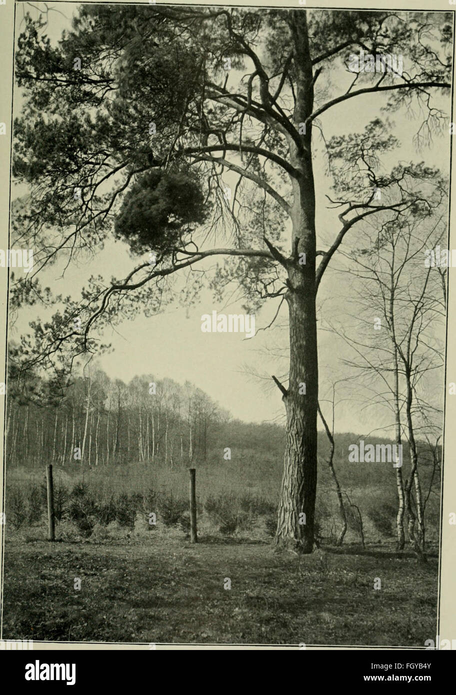 This work discusses the life cycle and growth of plants, covering ...