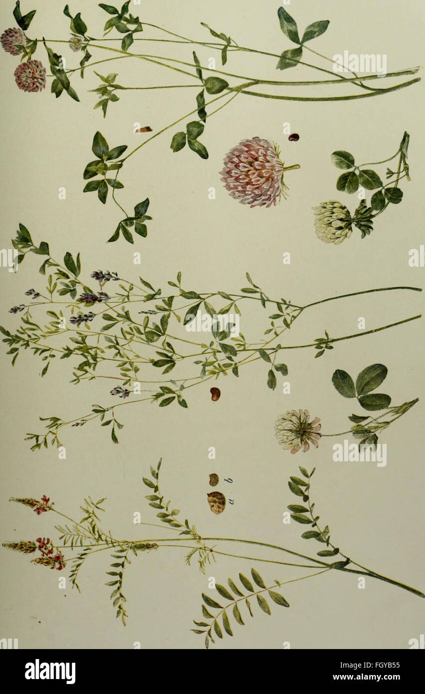 This 1906 work explores the life cycle and biology of plants, offering ...