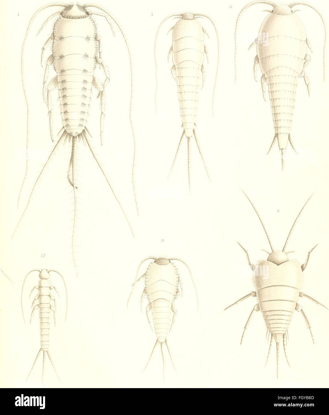 This 1904 work is dedicated to the study of the Lepismatidae family, a ...