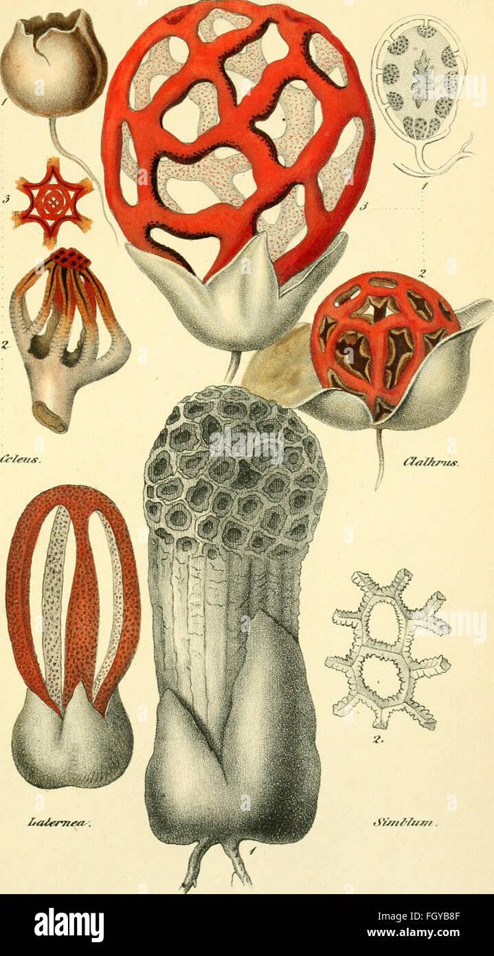 Pilze illustration vintage hi-res stock photography and images - Alamy