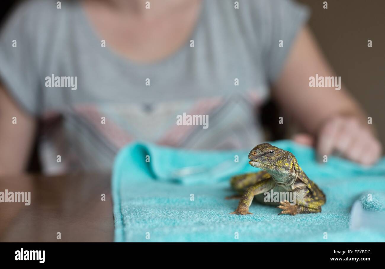 A sick uromastyx spiny tailed lizard on a towel, about to receive ...