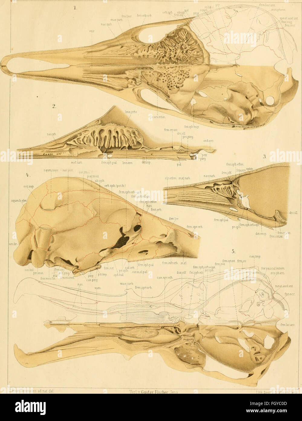 A 1901 study on the skull structure of monotremes, focusing on the ...
