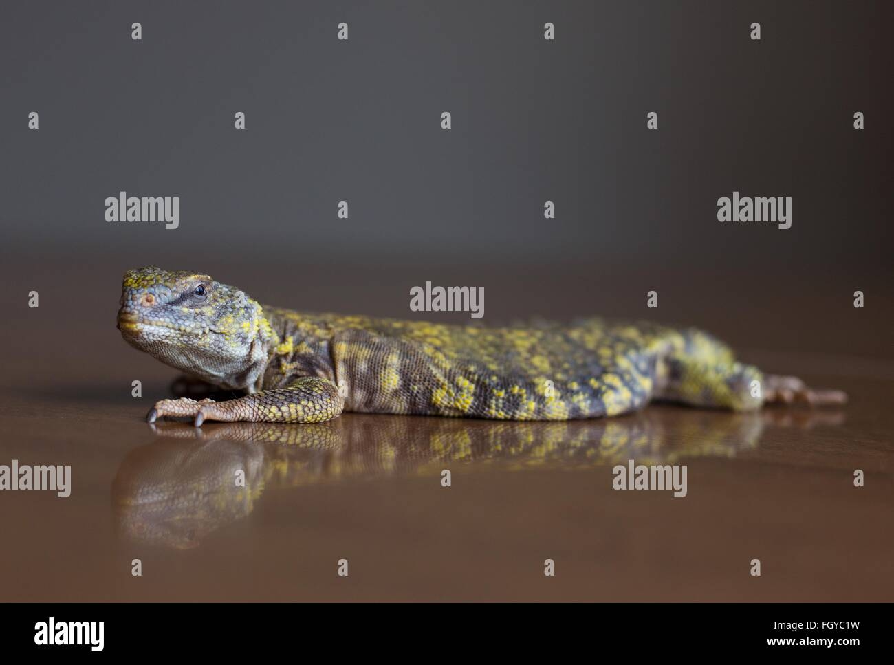 Spiny tailed lizard hi-res stock photography and images - Alamy