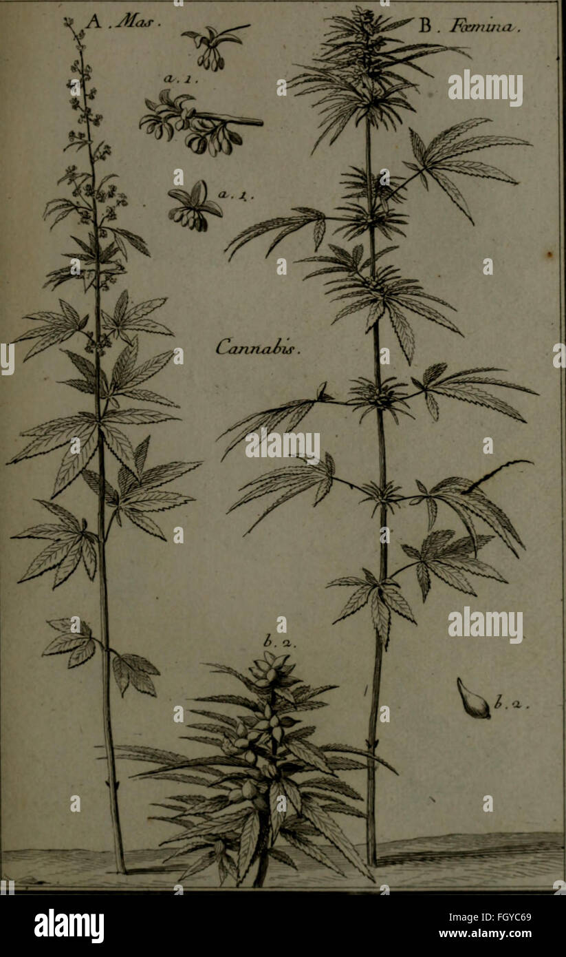 This 19th-century work details 719 plants from both foreign and local ...