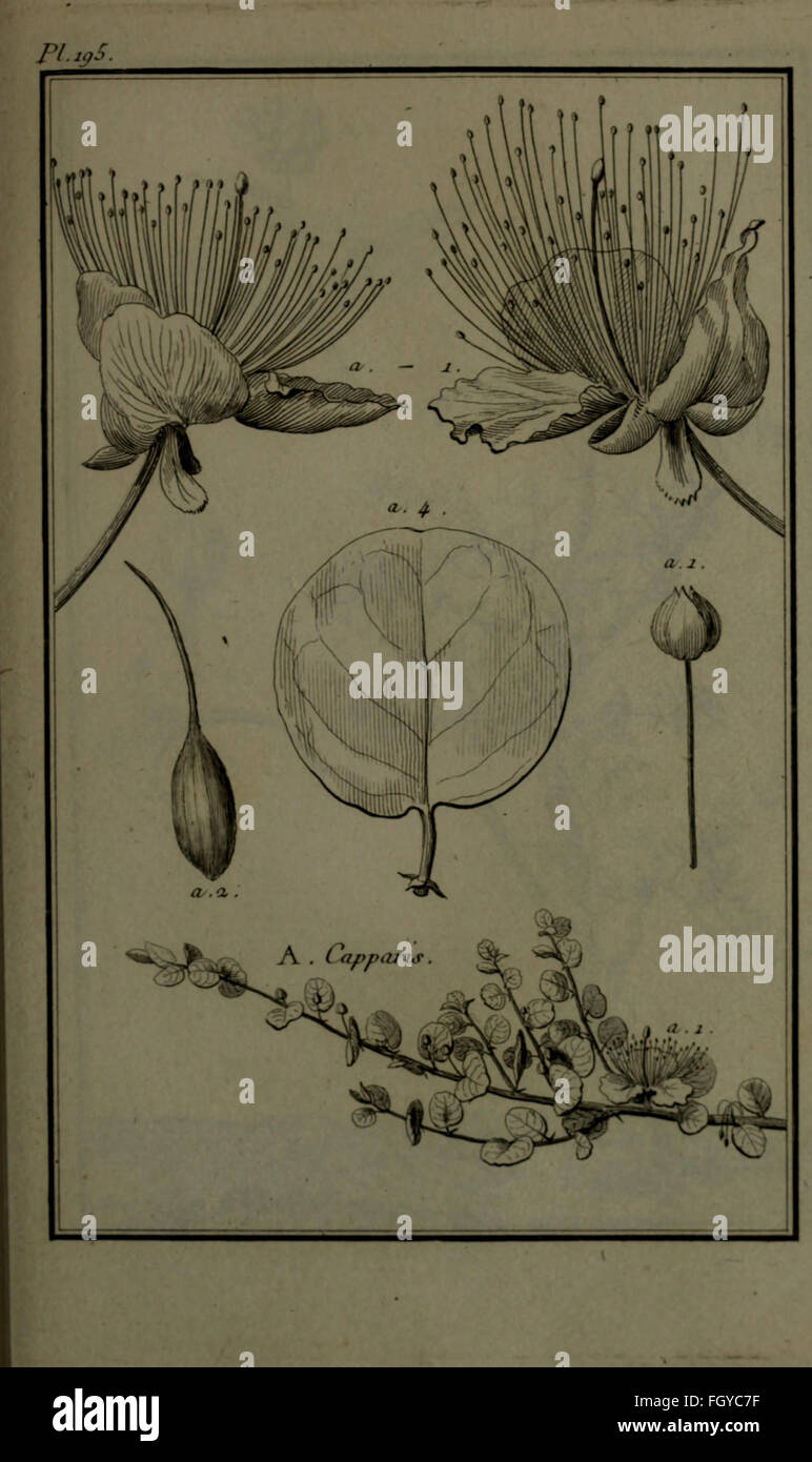 Les sept plantes hi-res stock photography and images - Alamy