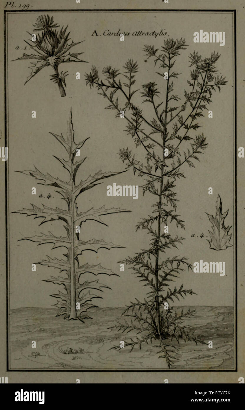 Les sept plantes hi-res stock photography and images - Alamy