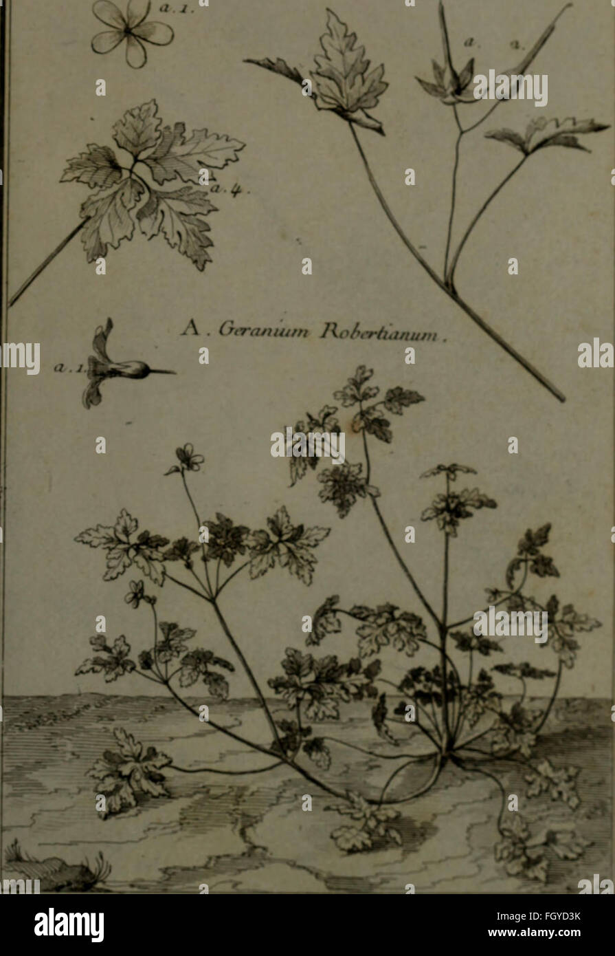 Work details natural uses hi-res stock photography and images - Alamy