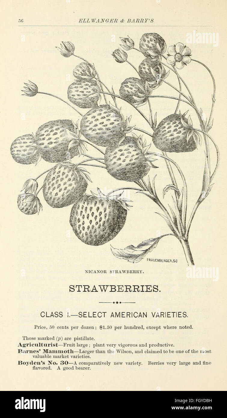 A detailed catalog providing descriptions of various fruit species ...