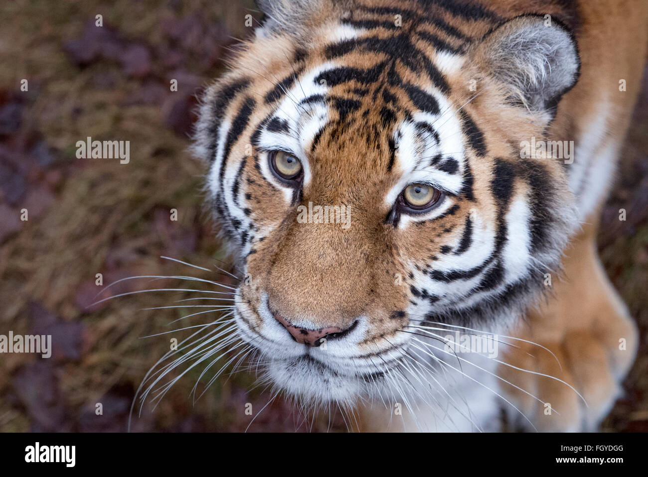 Female Amur tiger looking up towards camera Stock Photo - Alamy