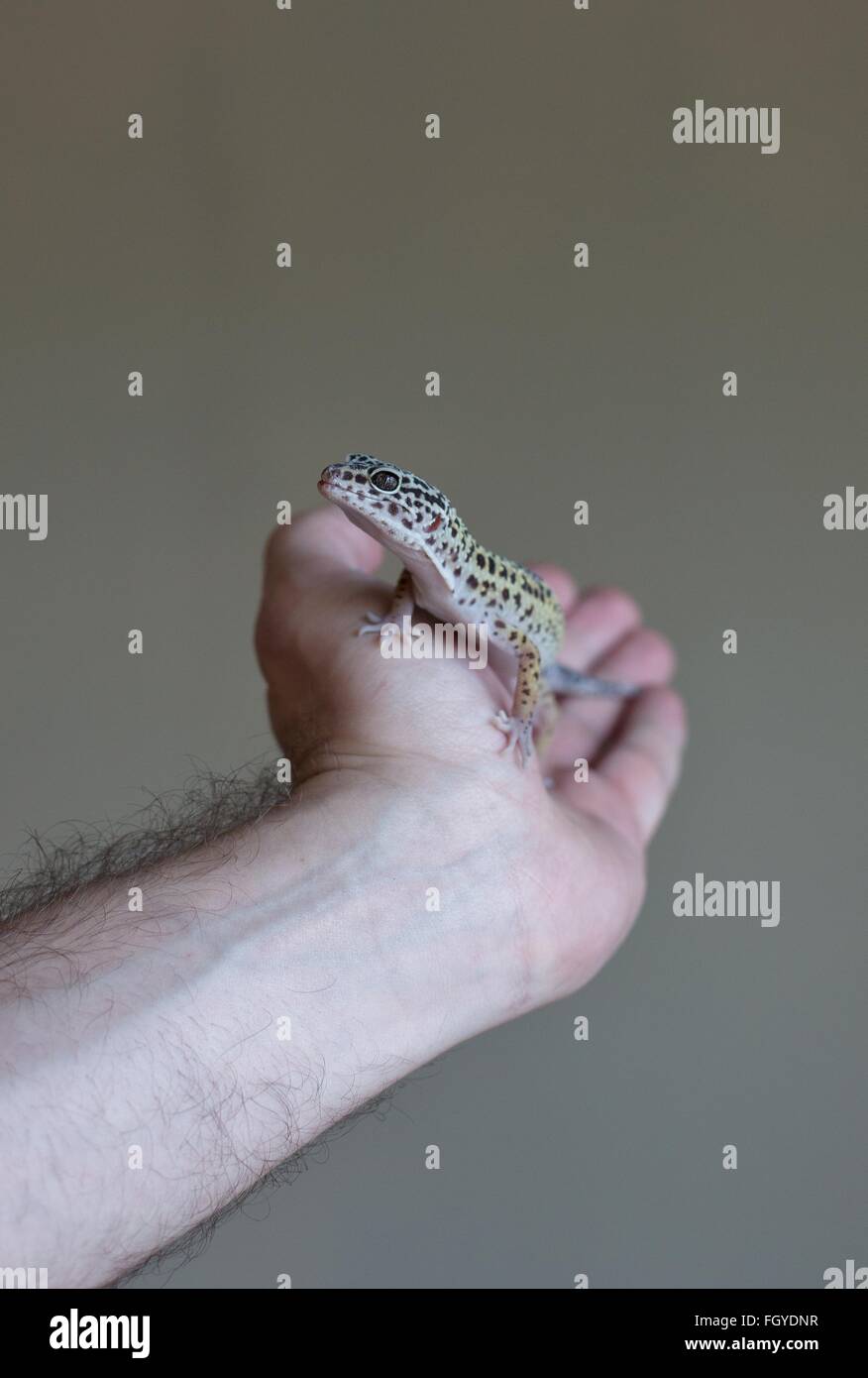 A man's hand, holding a gecko Stock Photo - Alamy