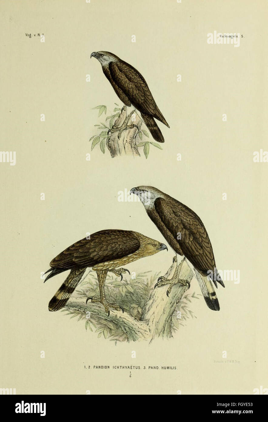 'De vogels van Nederlandsch Indie' (The Birds of Dutch Indies) is a ...