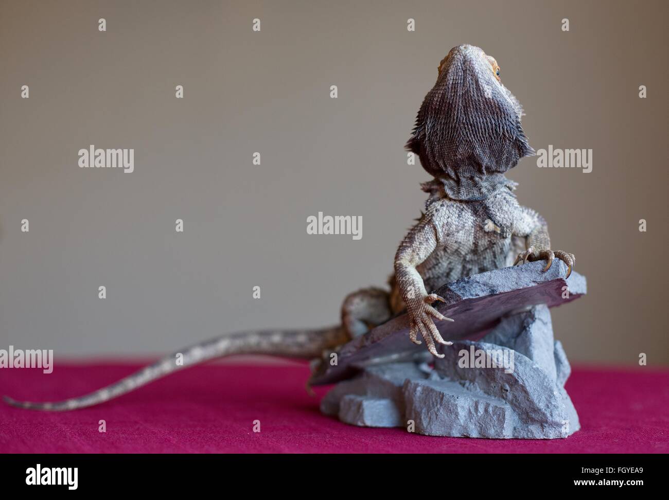Beautiful bearded dragon hi-res stock photography and images - Alamy