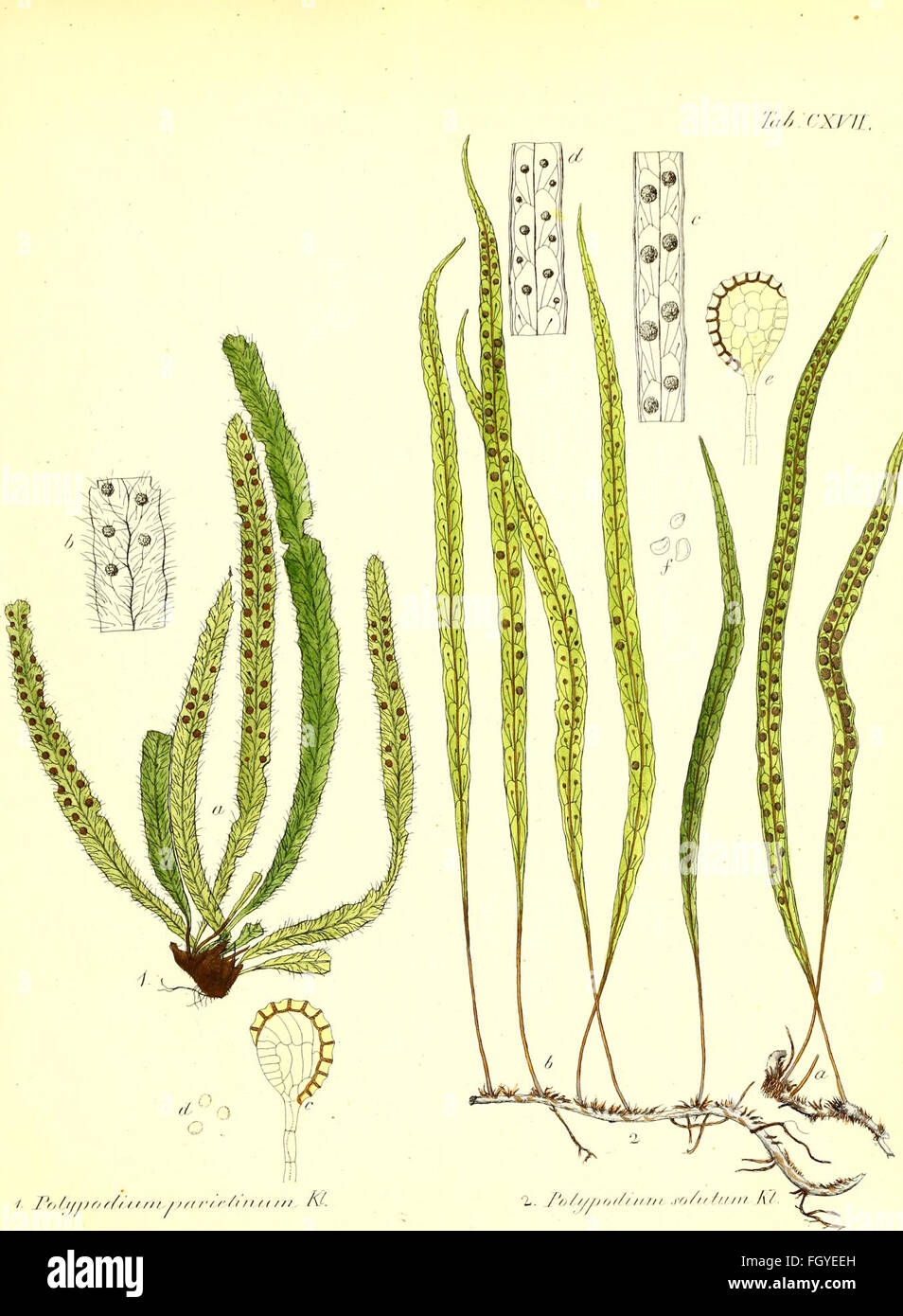 This 1848 work features a detailed and illustrated guide to ferns ...