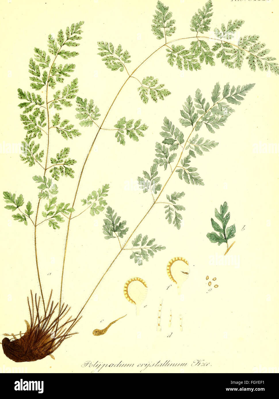 This German work from 1848 provides detailed, color-illustrated ...