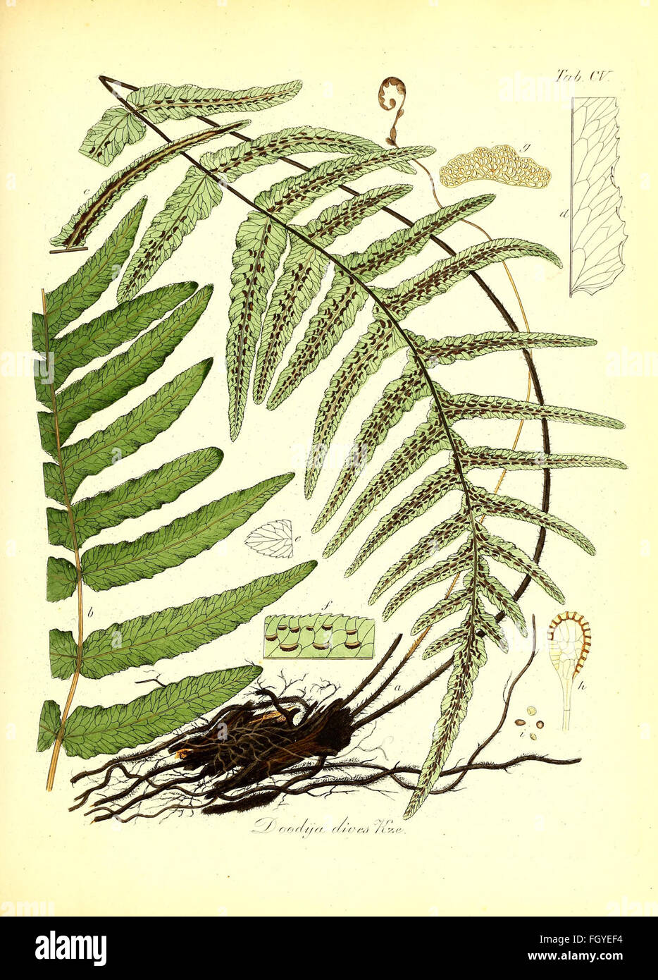 An 1848 work detailing ferns with colored illustrations, describing and ...