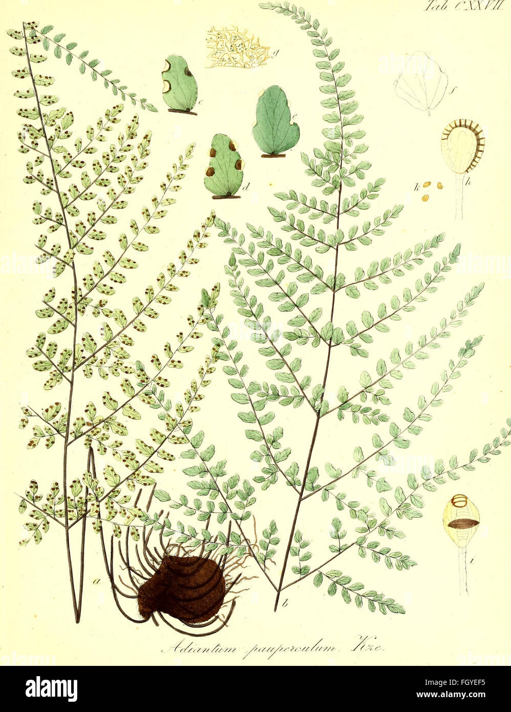This 1848 German work provides detailed descriptions and illustrations ...