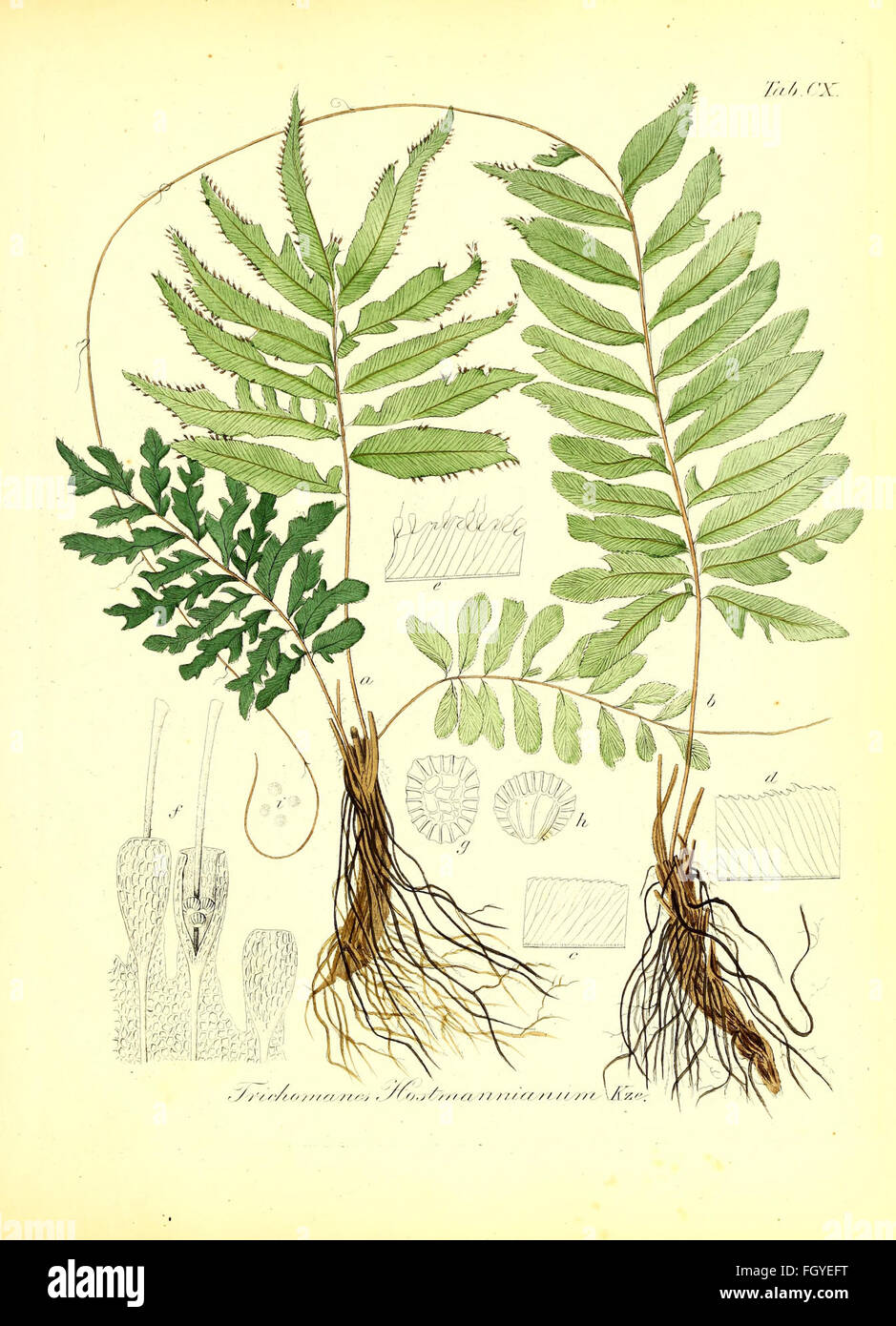 This German text from 1848 presents an illustrated guide to ferns, with ...