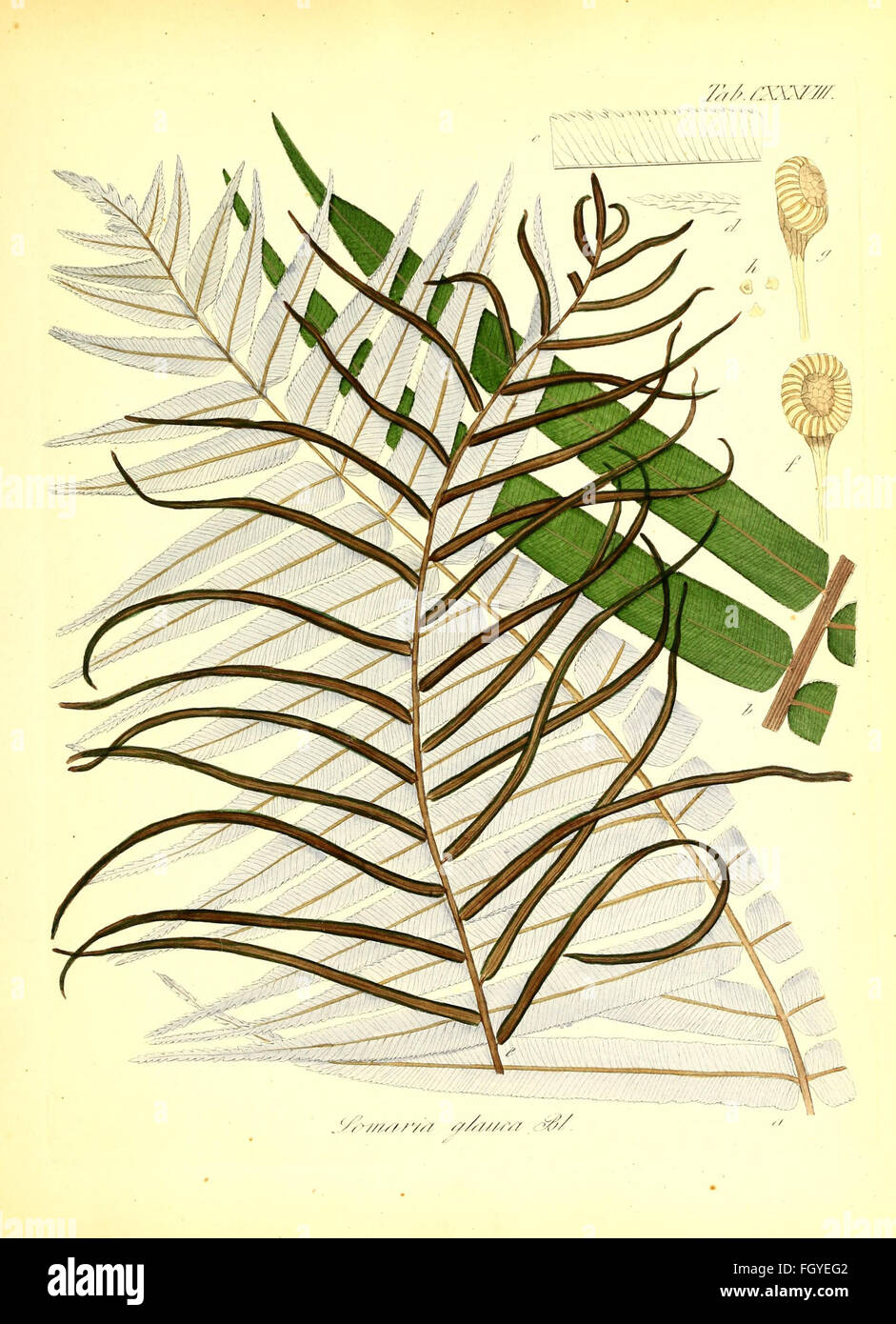 A German botanical work from 1848 illustrating and describing ferns in ...