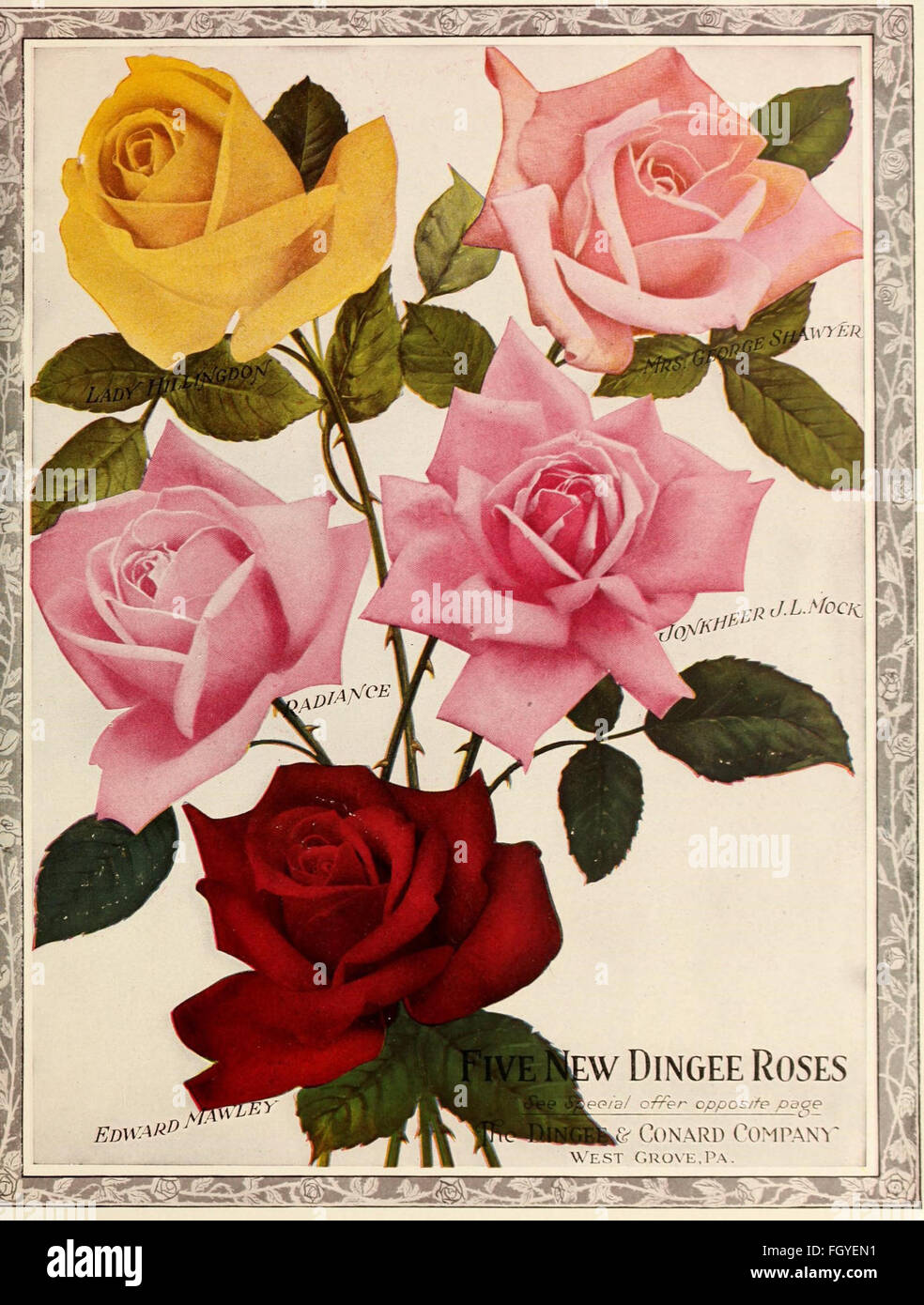 Catalogs dingee conard co flowers nurseries hi-res stock photography ...
