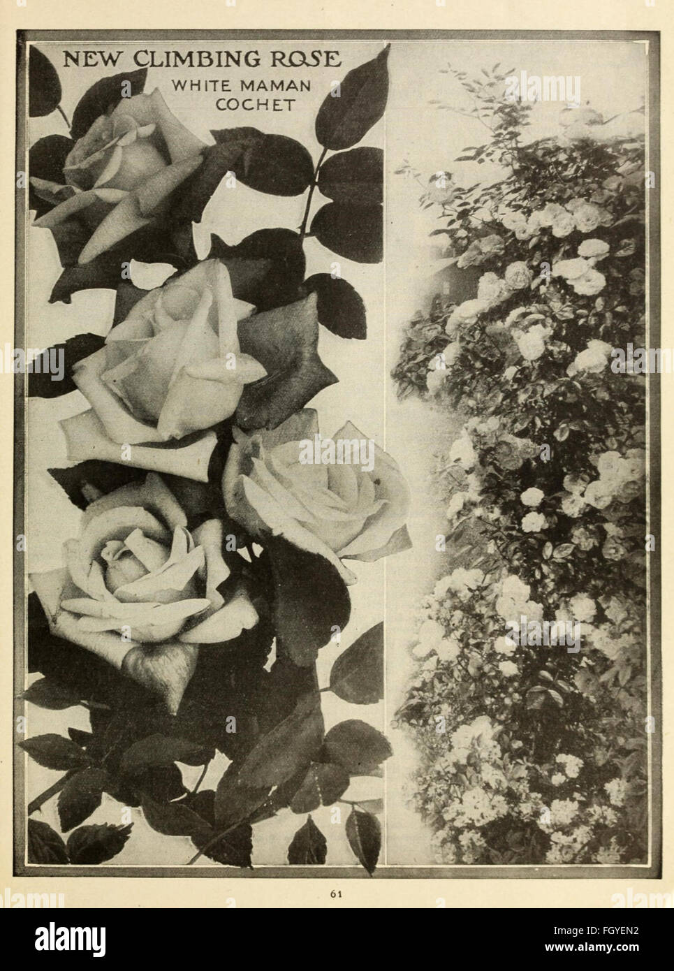 Catalogs dingee conard co flowers nurseries hi-res stock photography ...