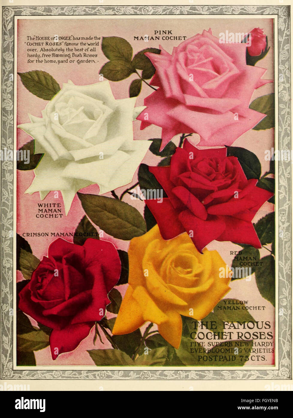 Catalogs dingee conard co flowers nurseries hi-res stock photography ...