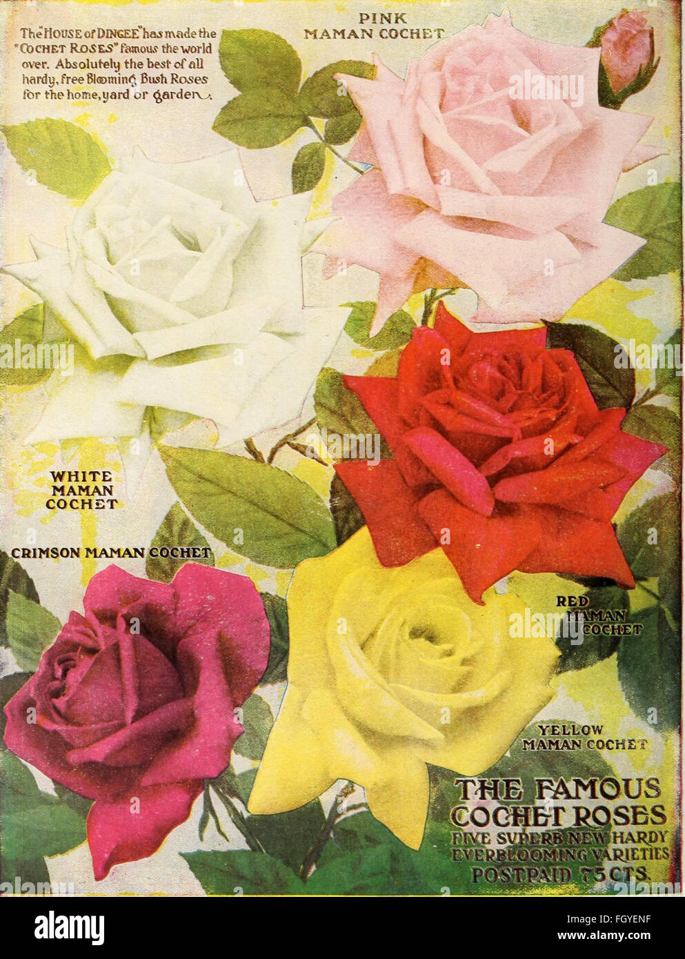 Dingee guide to rose culture Stock Photo - Alamy