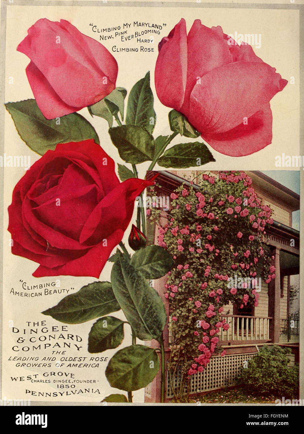 Catalogs dingee conard co flowers nurseries hi-res stock photography ...