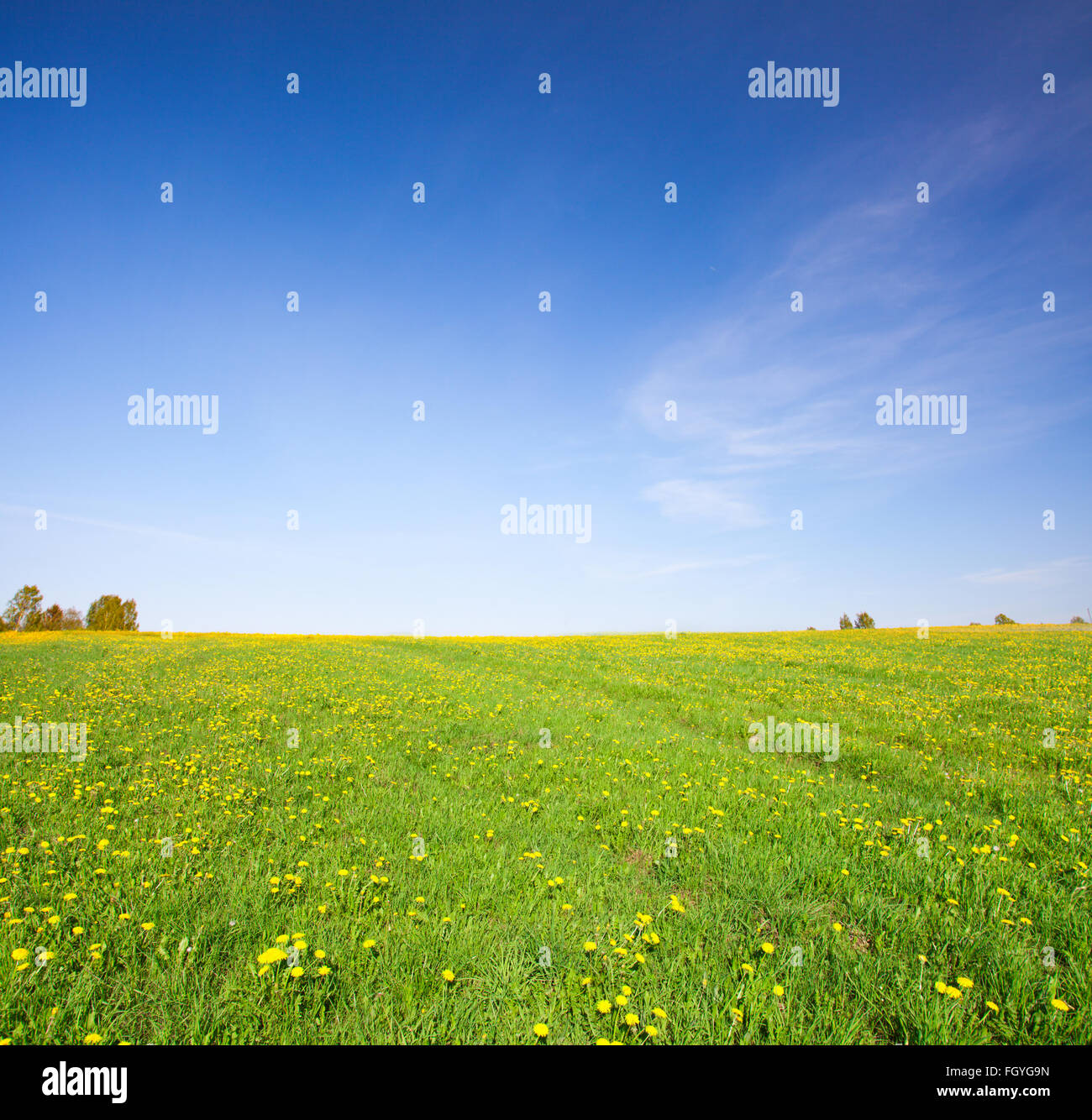 beautiful green field Stock Photo - Alamy